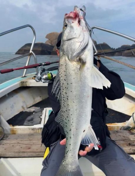 海鲈鱼怎么钓_海鲈鱼钓法技巧-第1张图片-山城妙识
