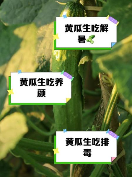 生吃黄瓜有什么好处_生吃黄瓜能减肥吗-第1张图片-山城妙识