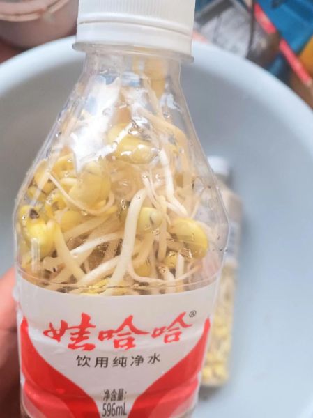 生豆芽用什么药_生豆芽需要几种药-第2张图片-山城妙识 生豆芽用什么药_生豆芽需要几种药-第2张图片-山城妙识