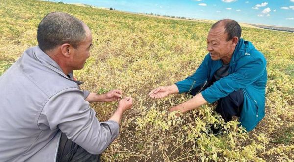 鹰嘴豆图片大全大图_鹰嘴豆长什么样-第2张图片-山城妙识 鹰嘴豆图片大全大图_鹰嘴豆长什么样-第2张图片-山城妙识