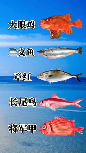 海鱼图片大全及名字_常见海鱼种类识别-第3张图片-山城妙识 海鱼图片大全及名字_常见海鱼种类识别-第3张图片-山城妙识