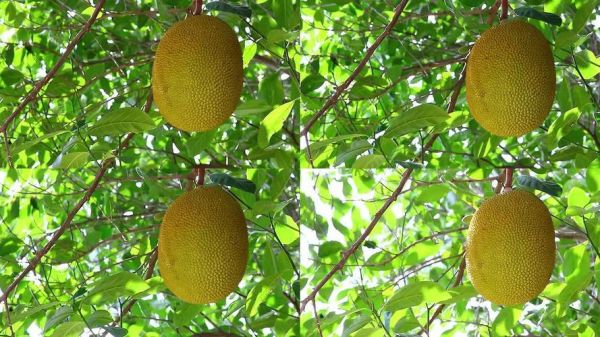 菠萝蜜视频怎么下载_菠萝蜜视频安全吗-第2张图片-山城妙识 菠萝蜜视频怎么下载_菠萝蜜视频安全吗-第2张图片-山城妙识