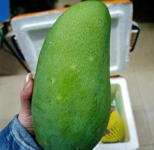 大青芒果怎么吃_大青芒果可以直接吃吗-第1张图片-山城妙识 大青芒果怎么吃_大青芒果可以直接吃吗-第1张图片-山城妙识