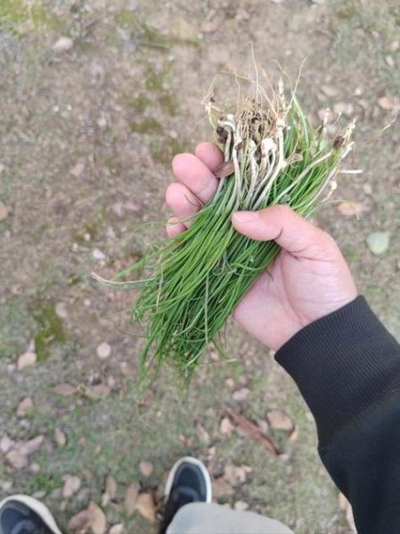 野韭菜图片怎么识别_野韭菜与韭菜区别-第1张图片-山城妙识 野韭菜图片怎么识别_野韭菜与韭菜区别-第1张图片-山城妙识