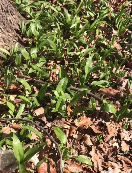 野韭菜图片怎么识别_野韭菜与韭菜区别-第2张图片-山城妙识 野韭菜图片怎么识别_野韭菜与韭菜区别-第2张图片-山城妙识