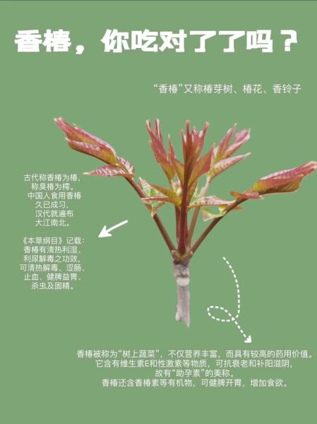 香椿怎么吃最好_香椿药用价值有哪些-第1张图片-山城妙识 香椿怎么吃最好_香椿药用价值有哪些-第1张图片-山城妙识