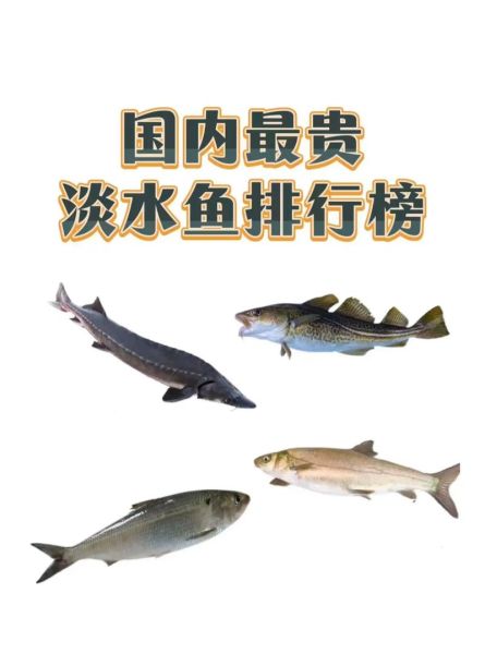 中国最贵的鱼是什么鱼_多少钱一斤-第2张图片-山城妙识 中国最贵的鱼是什么鱼_多少钱一斤-第2张图片-山城妙识