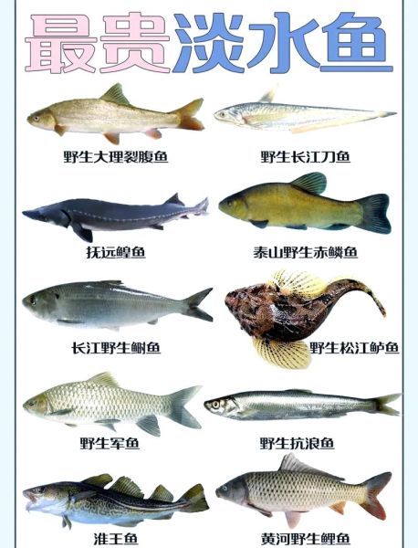 中国最贵的鱼是什么鱼_多少钱一斤-第1张图片-山城妙识 中国最贵的鱼是什么鱼_多少钱一斤-第1张图片-山城妙识