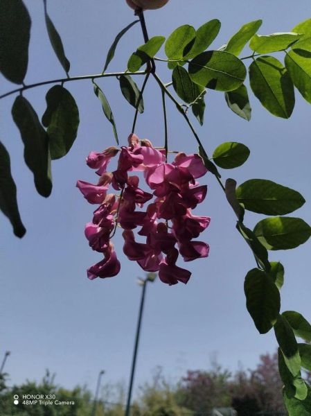 红槐花剧情介绍_红槐花大结局是什么-第3张图片-山城妙识 红槐花剧情介绍_红槐花大结局是什么-第3张图片-山城妙识