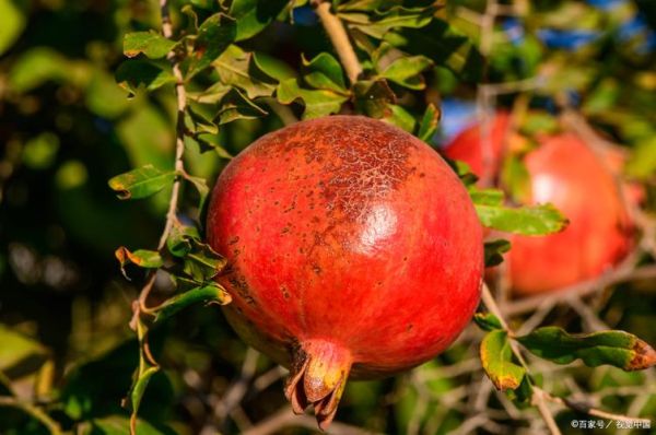 石榴上火吗_石榴吃多了会不会上火-第3张图片-山城妙识 石榴上火吗_石榴吃多了会不会上火-第3张图片-山城妙识