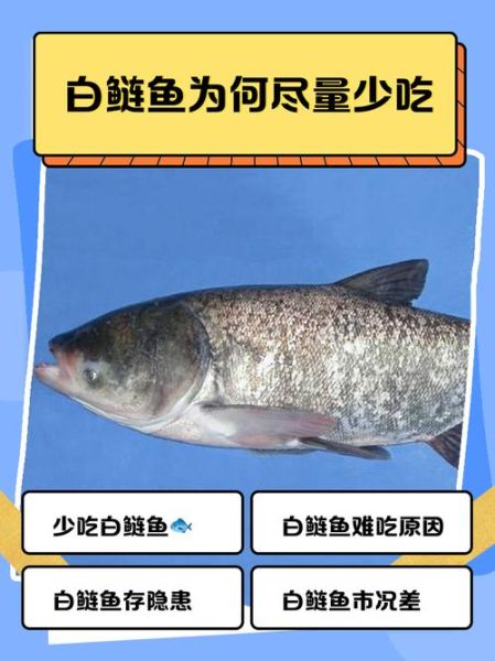 为什么都不吃白鲢鱼_白鲢鱼腥味重怎么办-第1张图片-山城妙识 为什么都不吃白鲢鱼_白鲢鱼腥味重怎么办-第1张图片-山城妙识