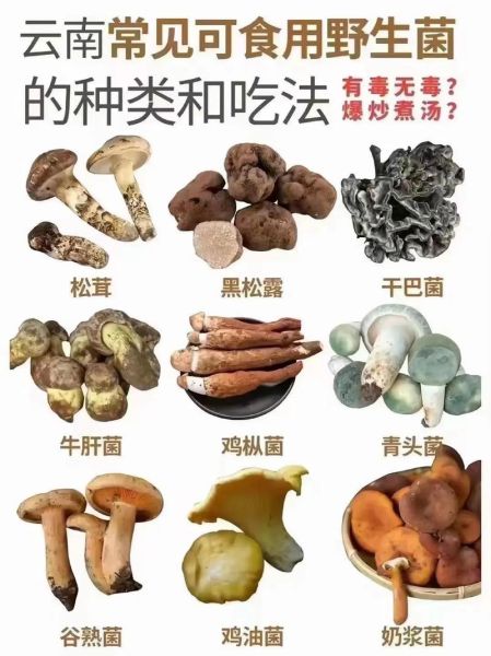 野生菌图片大全及名称_哪些野生菌可以吃-第2张图片-山城妙识 野生菌图片大全及名称_哪些野生菌可以吃-第2张图片-山城妙识