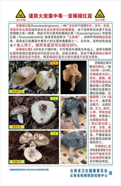 野生菌图片大全及名称_哪些野生菌可以吃-第3张图片-山城妙识 野生菌图片大全及名称_哪些野生菌可以吃-第3张图片-山城妙识