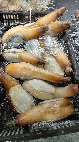 象拔蚌的营养价值_象拔蚌的功效与作用-第3张图片-山城妙识 象拔蚌的营养价值_象拔蚌的功效与作用-第3张图片-山城妙识