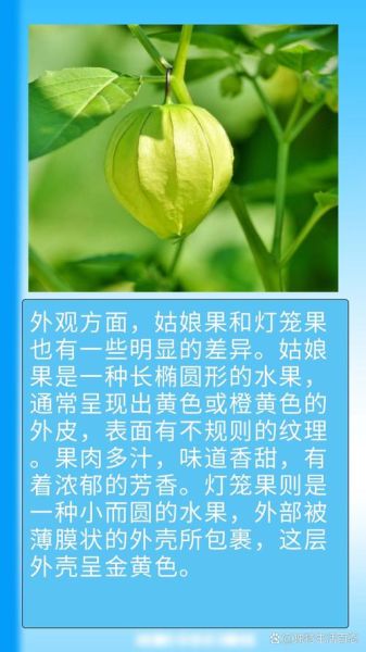 灯笼果和姑娘果的区别_哪个更好吃-第2张图片-山城妙识