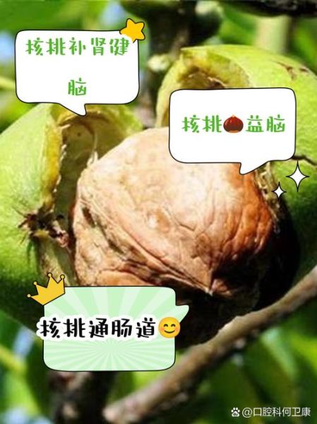 长期吃核桃有什么好处_长期吃核桃有什么坏处-第2张图片-山城妙识