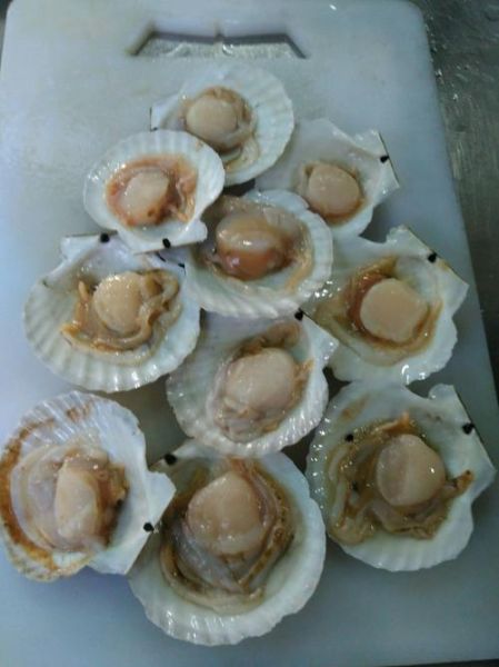 贝类海鲜有哪些品种_贝类海鲜图片大全-第1张图片-山城妙识