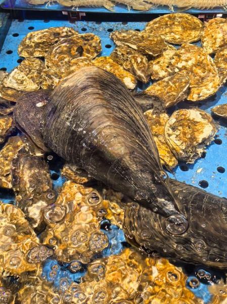 贝类海鲜有哪些品种_贝类海鲜图片大全-第2张图片-山城妙识