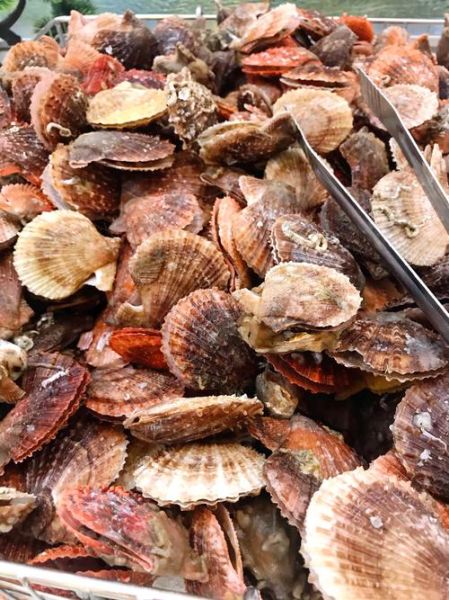 贝类海鲜有哪些品种_贝类海鲜图片大全-第3张图片-山城妙识
