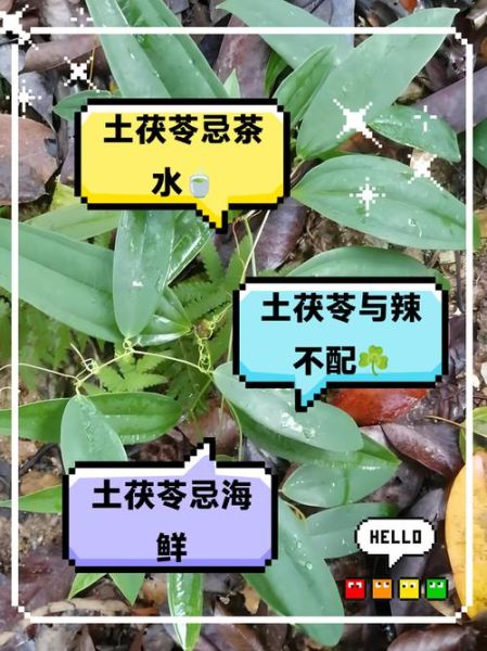 土茯苓与什么相克_土茯苓不能和什么一起吃-第1张图片-山城妙识 土茯苓与什么相克_土茯苓不能和什么一起吃-第1张图片-山城妙识