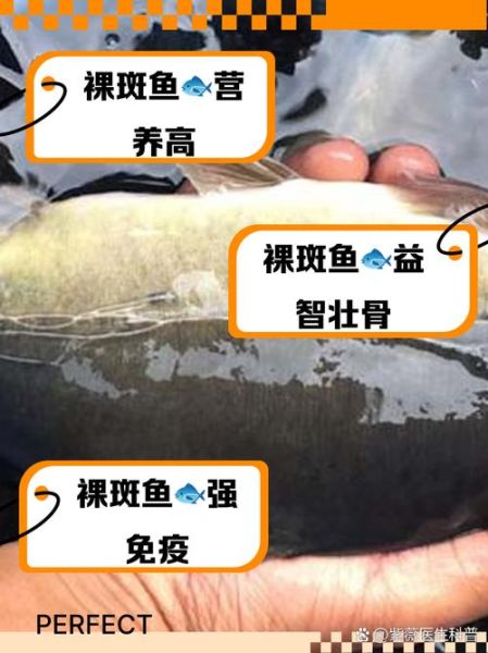 裸斑鱼怎么做好吃_裸斑鱼的家常做法-第1张图片-山城妙识 裸斑鱼怎么做好吃_裸斑鱼的家常做法-第1张图片-山城妙识