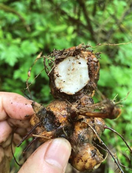 土茯苓与什么相克_土茯苓不能和什么一起吃-第2张图片-山城妙识 土茯苓与什么相克_土茯苓不能和什么一起吃-第2张图片-山城妙识