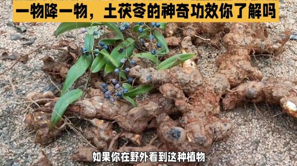 土茯苓与什么相克_土茯苓不能和什么一起吃-第3张图片-山城妙识 土茯苓与什么相克_土茯苓不能和什么一起吃-第3张图片-山城妙识