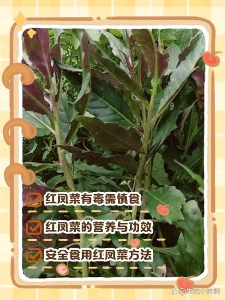 红凤菜和红苋菜的区别_哪个更营养-第3张图片-山城妙识 红凤菜和红苋菜的区别_哪个更营养-第3张图片-山城妙识