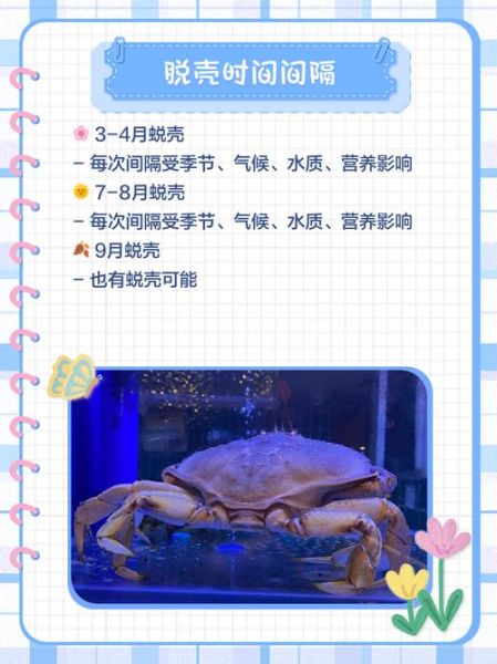 螃蟹在剥我的壳什么意思_螃蟹在剥我的壳出处-第1张图片-山城妙识 螃蟹在剥我的壳什么意思_螃蟹在剥我的壳出处-第1张图片-山城妙识