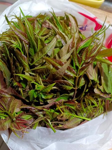 香椿芽一年四季都可以吃吗_反季香椿安全吗-第1张图片-山城妙识