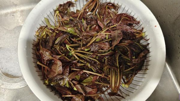 香椿芽一年四季都可以吃吗_反季香椿安全吗-第3张图片-山城妙识