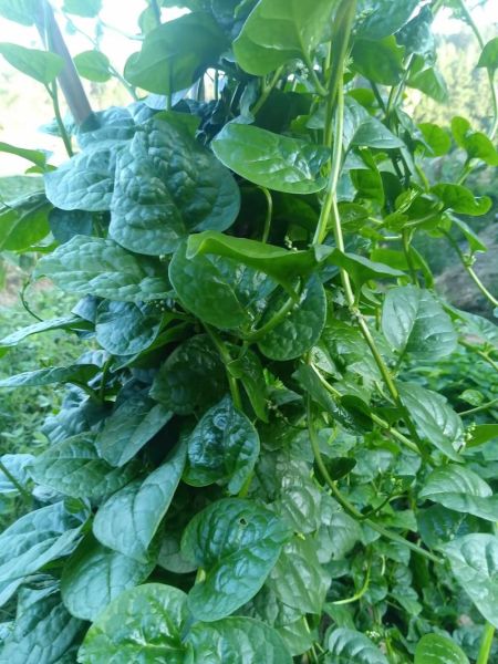 木耳菜怎么做好吃_木耳菜图片大全-第3张图片-山城妙识 木耳菜怎么做好吃_木耳菜图片大全-第3张图片-山城妙识