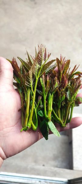 香椿芽一年四季都可以吃吗_反季香椿安全吗-第2张图片-山城妙识