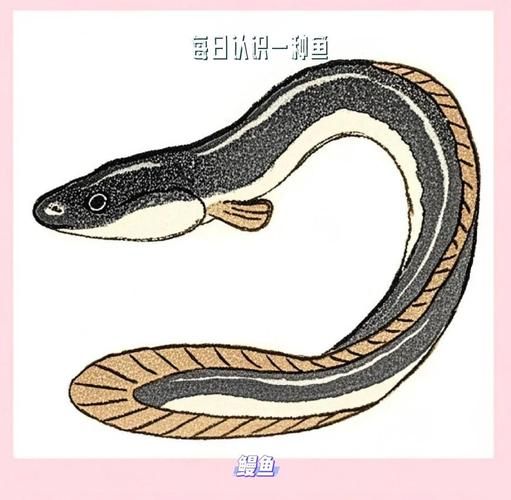 鳗鲡目有哪些常见种类_鳗鲡目与鳗形目区别-第1张图片-山城妙识 鳗鲡目有哪些常见种类_鳗鲡目与鳗形目区别-第1张图片-山城妙识