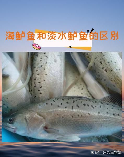 鲈鱼品种图片大全_如何分辨淡水鲈鱼与海鲈鱼-第2张图片-山城妙识 鲈鱼品种图片大全_如何分辨淡水鲈鱼与海鲈鱼-第2张图片-山城妙识