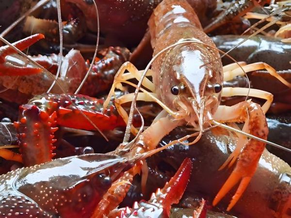 虾养殖一亩投资成本_虾养殖一亩利润有多少-第3张图片-山城妙识 虾养殖一亩投资成本_虾养殖一亩利润有多少-第3张图片-山城妙识