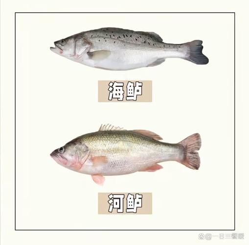 鲈鱼品种图片大全_如何分辨淡水鲈鱼与海鲈鱼-第1张图片-山城妙识 鲈鱼品种图片大全_如何分辨淡水鲈鱼与海鲈鱼-第1张图片-山城妙识