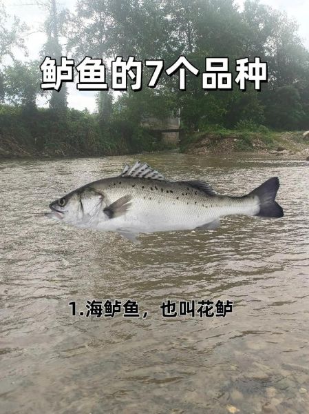 鲈鱼品种图片大全_如何分辨淡水鲈鱼与海鲈鱼-第3张图片-山城妙识 鲈鱼品种图片大全_如何分辨淡水鲈鱼与海鲈鱼-第3张图片-山城妙识
