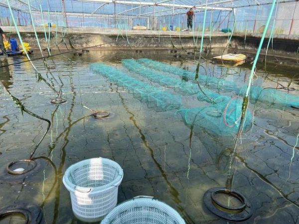 虾养殖一亩投资成本_虾养殖一亩利润有多少-第2张图片-山城妙识 虾养殖一亩投资成本_虾养殖一亩利润有多少-第2张图片-山城妙识