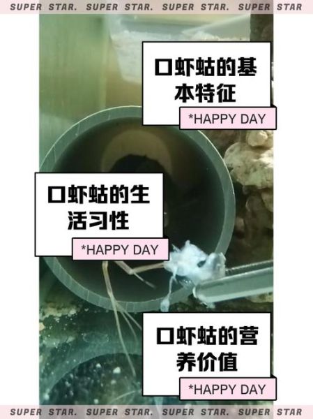 口虾蛄属是什么_口虾蛄属常见种类-第1张图片-山城妙识