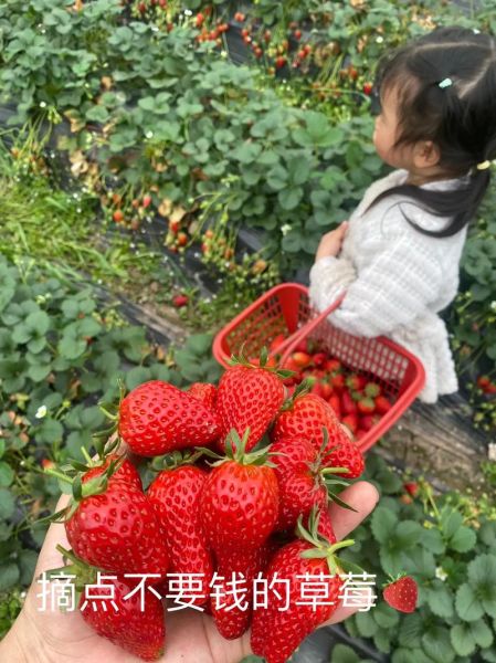 草莓酱怎么做成草莓馅_草莓馅和草莓酱区别-第2张图片-山城妙识