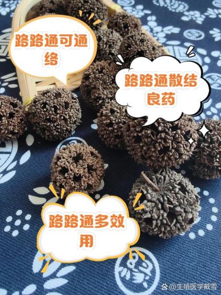 路路通中药图片_功效与作用是什么-第2张图片-山城妙识