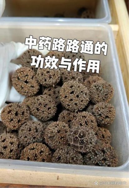 路路通中药图片_功效与作用是什么-第3张图片-山城妙识