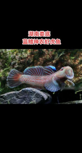 虾虎怎么养_虾虎吃什么-第1张图片-山城妙识