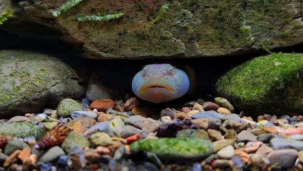 虾虎怎么养_虾虎吃什么-第3张图片-山城妙识