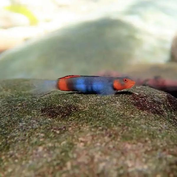 虾虎怎么养_虾虎吃什么-第2张图片-山城妙识