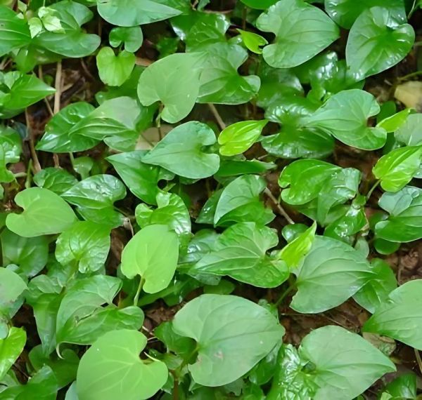 鱼腥草长什么样子_鱼腥草叶子图片-第1张图片-山城妙识 鱼腥草长什么样子_鱼腥草叶子图片-第1张图片-山城妙识