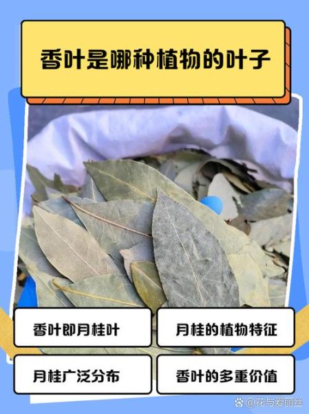 香叶的功效与作用_香叶的禁忌有哪些-第2张图片-山城妙识