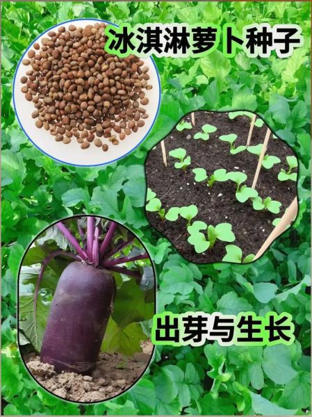 萝卜菜什么时候种_萝卜菜怎么种-第2张图片-山城妙识 萝卜菜什么时候种_萝卜菜怎么种-第2张图片-山城妙识