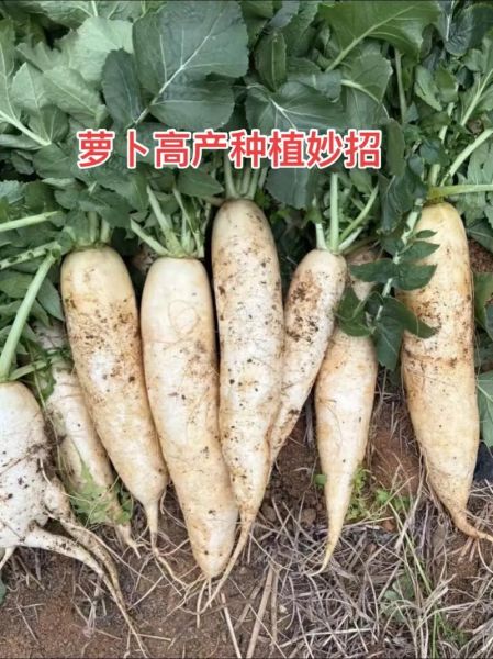 萝卜菜什么时候种_萝卜菜怎么种-第1张图片-山城妙识 萝卜菜什么时候种_萝卜菜怎么种-第1张图片-山城妙识